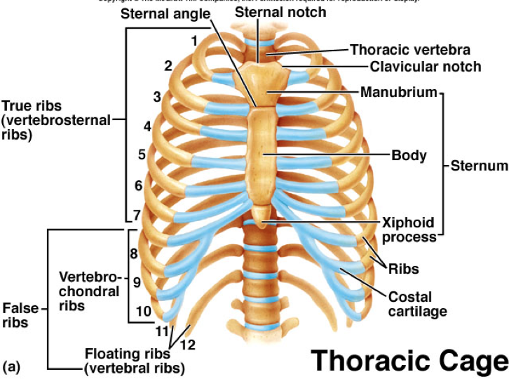 【thoracic_cage】什么意思_英语thoracic_cage的翻译_音标_读音_用法_例句_在线翻译_有道词典